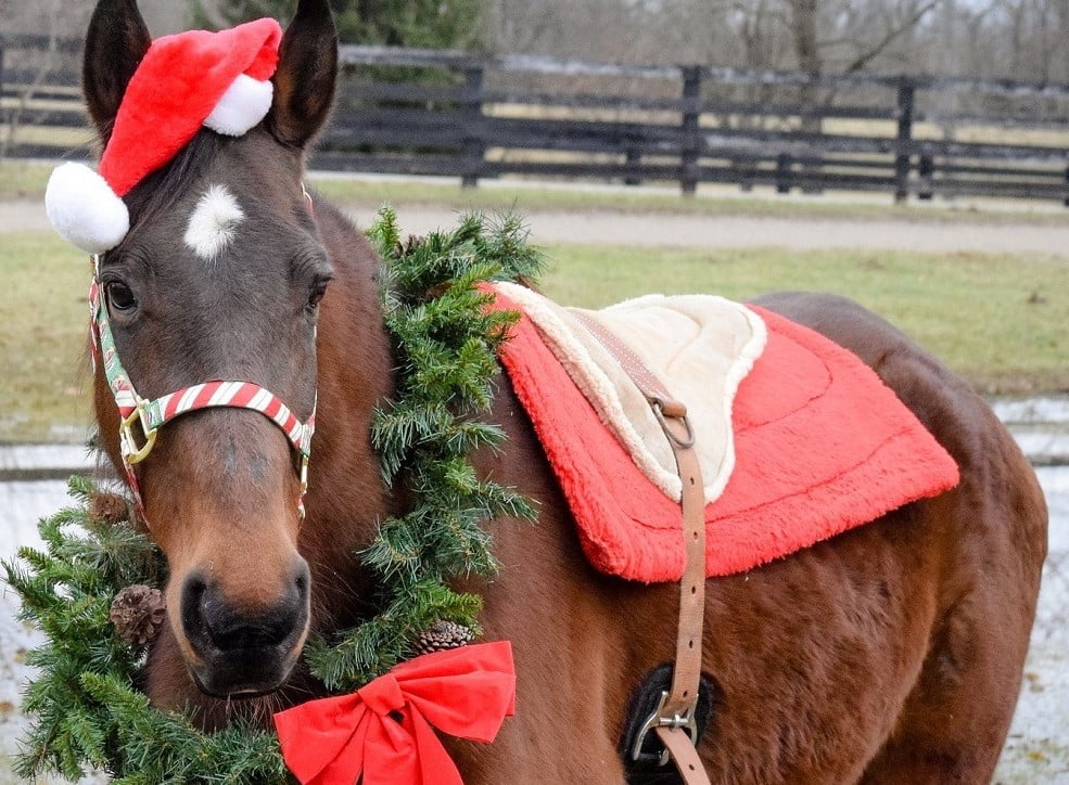 Willow Hope Farm Holiday Experience - Kyhumane