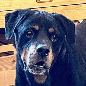 How PetSmart Charities Helped Gentle Giant Jake Survive the West KY ...