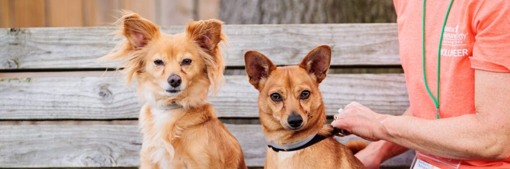 Get Involved: Volunteer! - Kyhumane