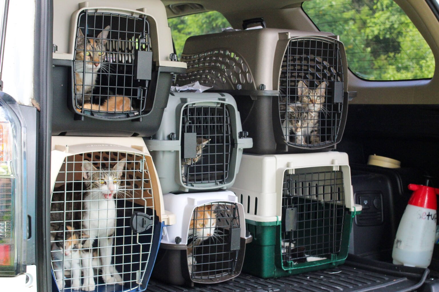 UPDATES: Kentucky Humane Society Supports Animals and Shelters Impacted ...