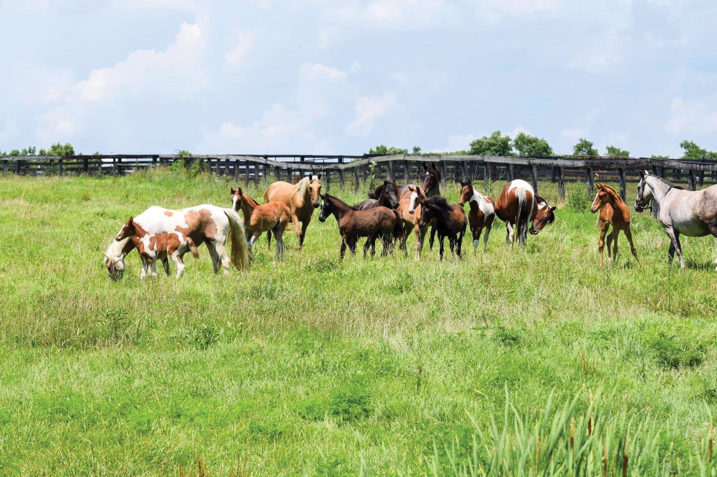 Willow Hope Farm's 1st Annual Tack Sale - Kyhumane