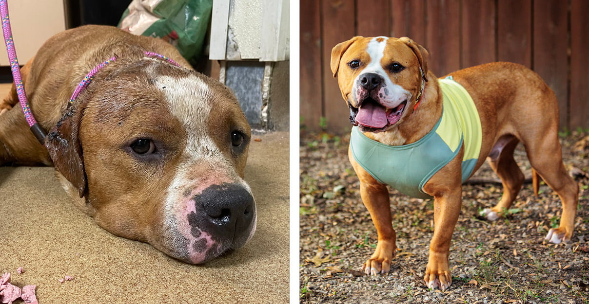 You Can Give Animals in Need a Second Chance - Kyhumane