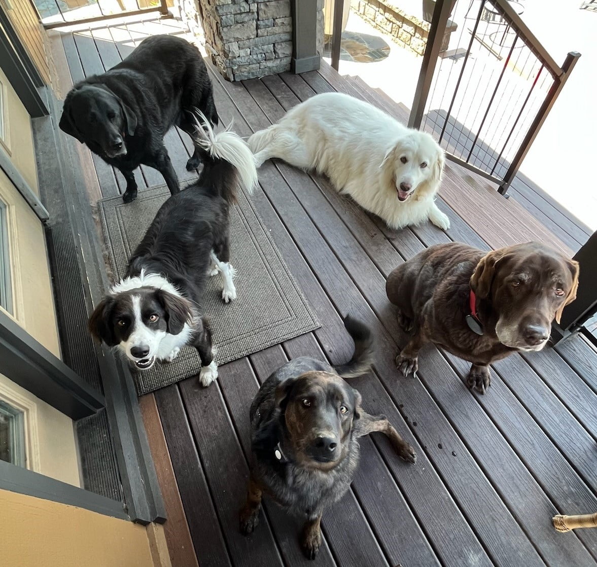 Patti Swope to Match Donations to KHS in Honor of Coach Crum - Kyhumane