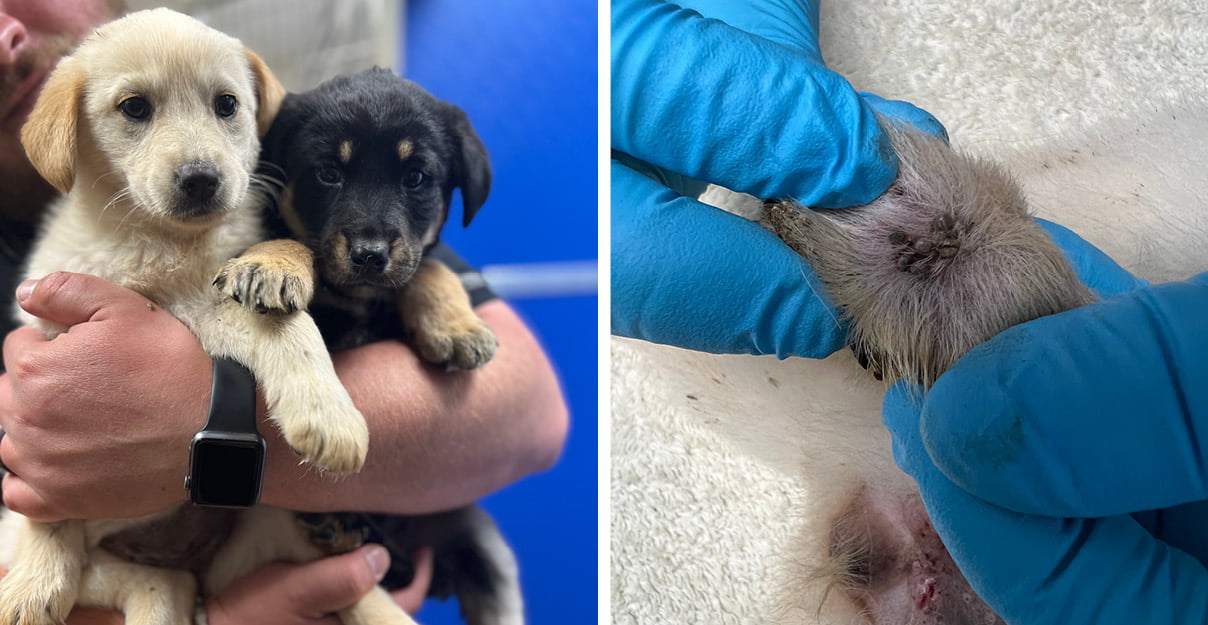 KHS Saves Tiny Puppies Covered in Hundreds of Ticks - Kyhumane