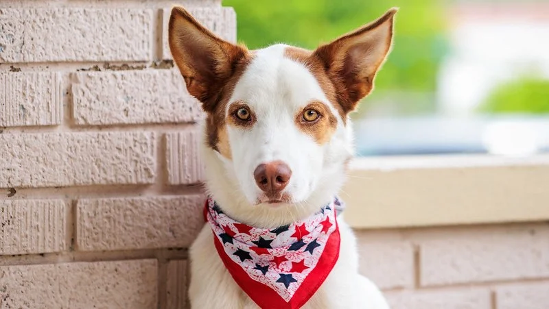 Give a Pet Their Independence Day: Adoption Special June 30-July 4 ...