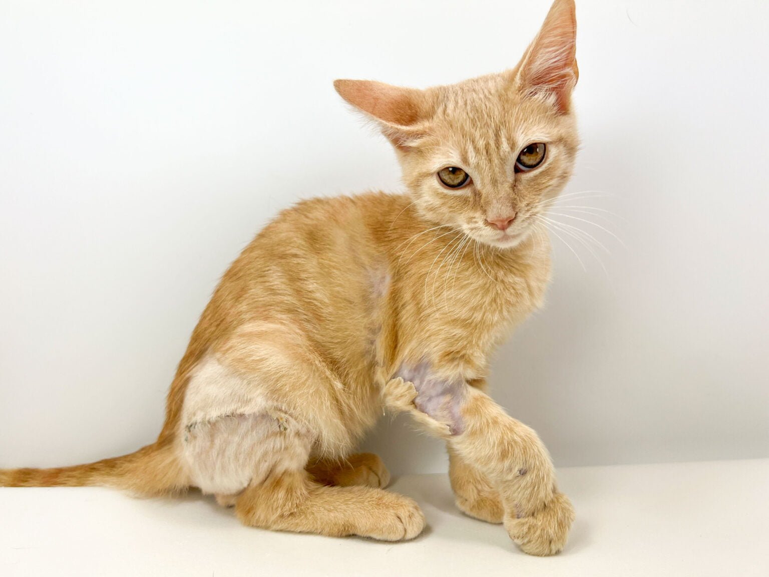 Donate to Give for Good for Animals like Gully and Help Us Reach a ...