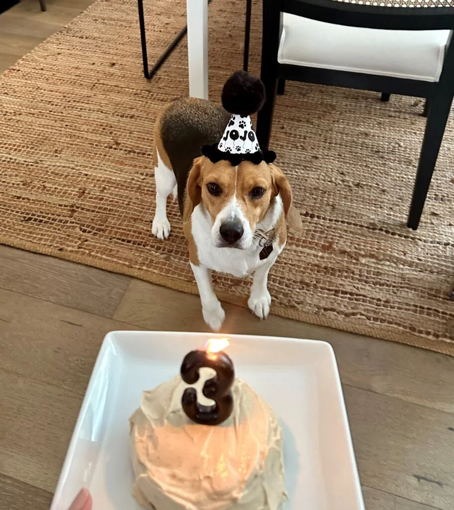 Where Are They Now? KHS Beagles Rescued from Envigo - Kyhumane