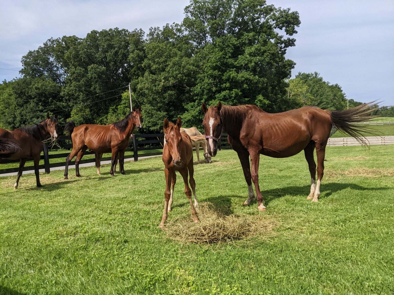 Equine Guardianship Program - Kyhumane