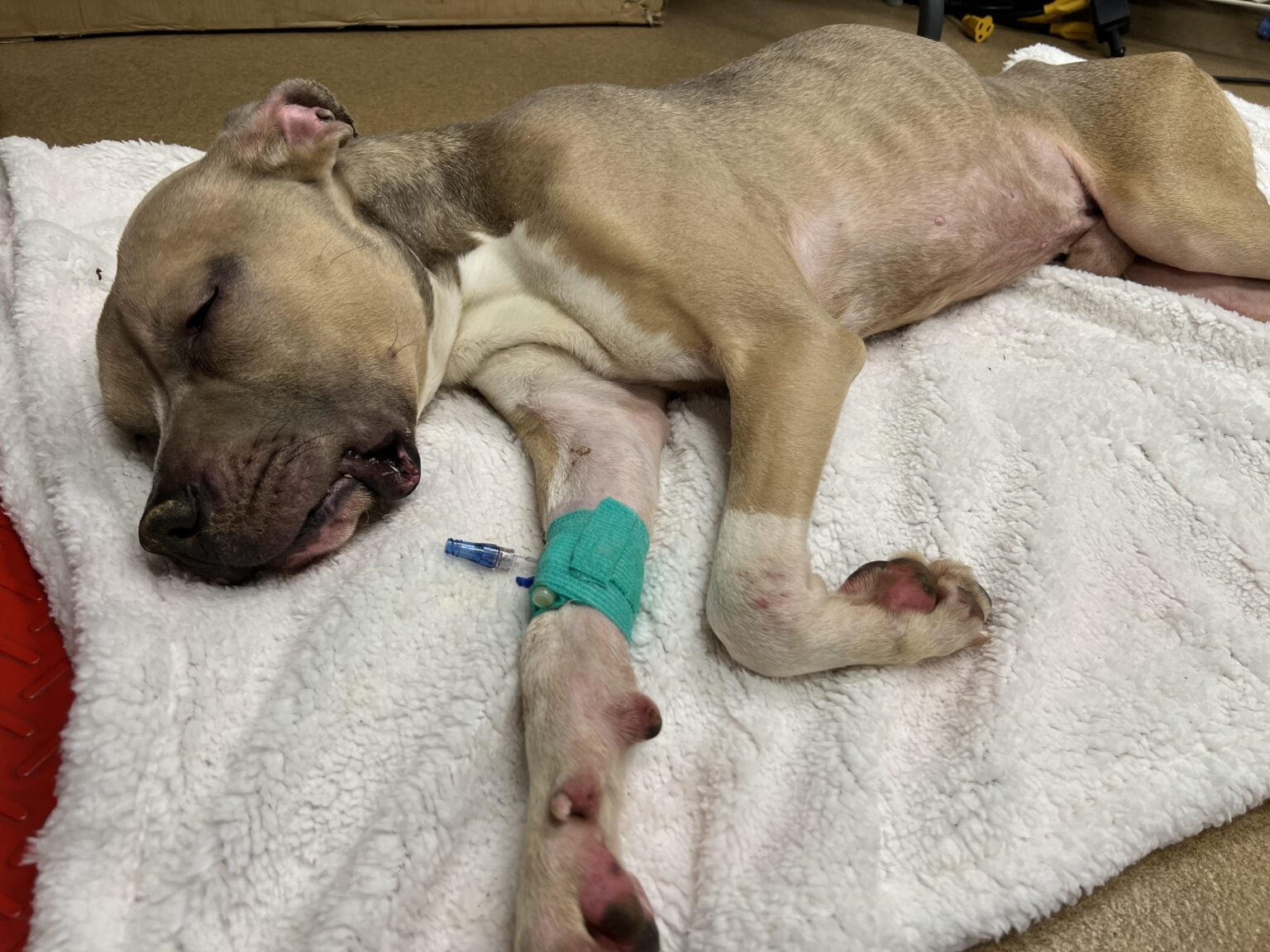 URGENT: STARVING DOG FIGHTING FOR HIS LIFE AT KHS - Kyhumane