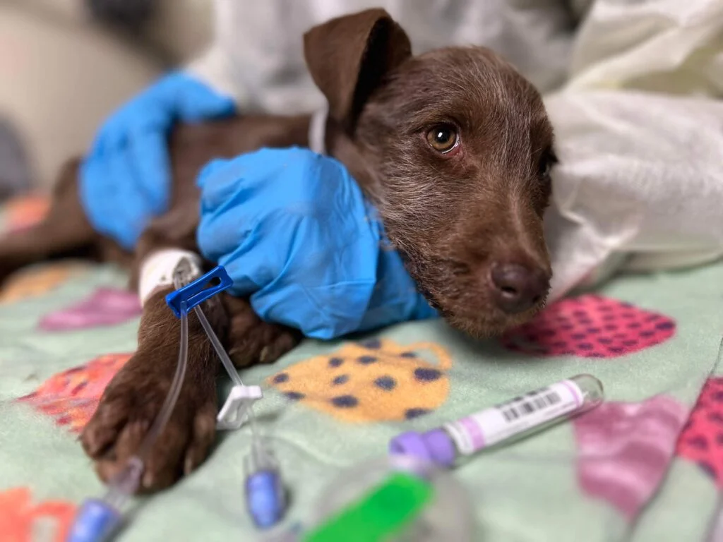 Puppy in Critical Condition Needs Your Help - Kyhumane