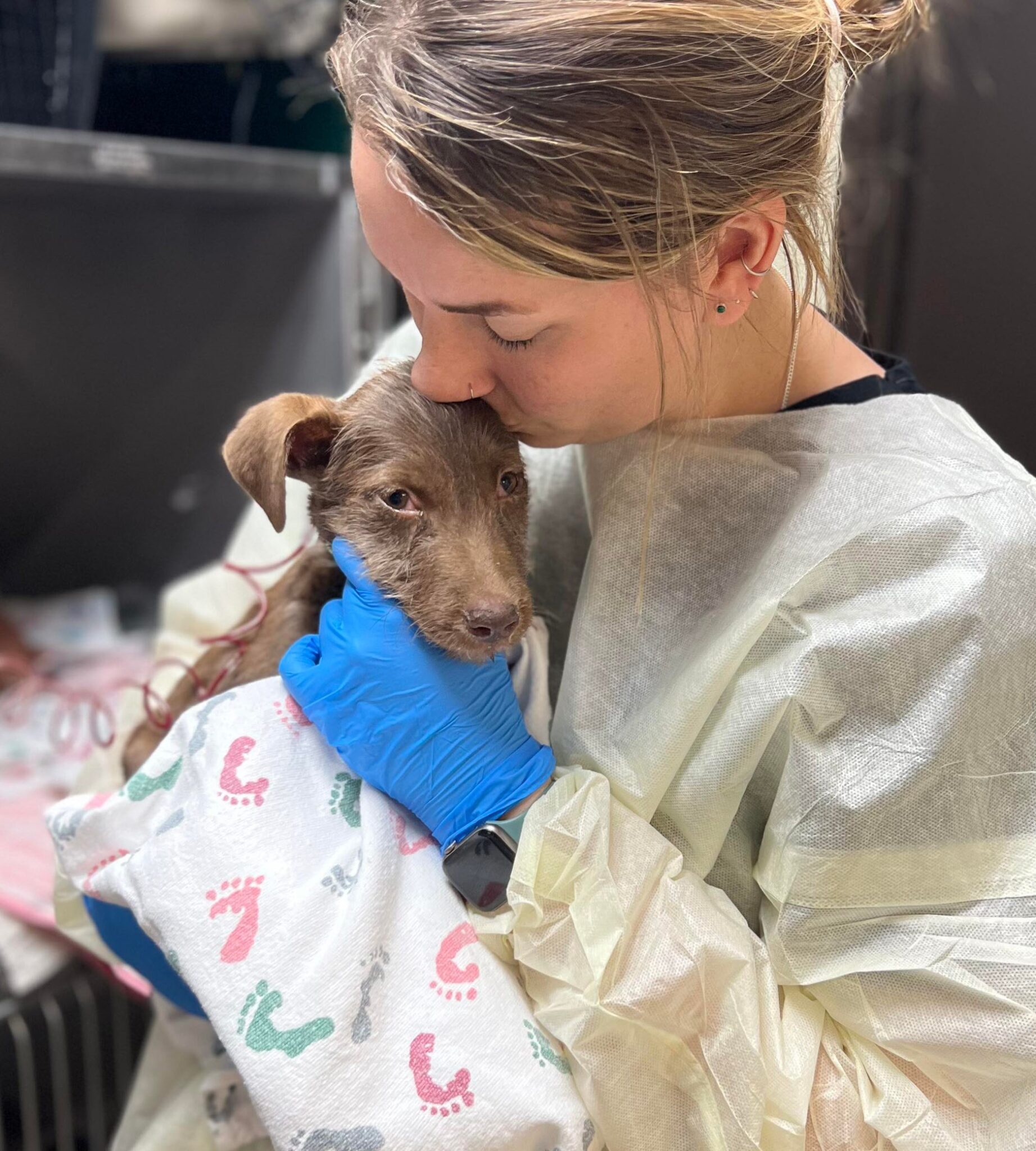 Parvo Puppy Continues Fighting for His Life - Kyhumane