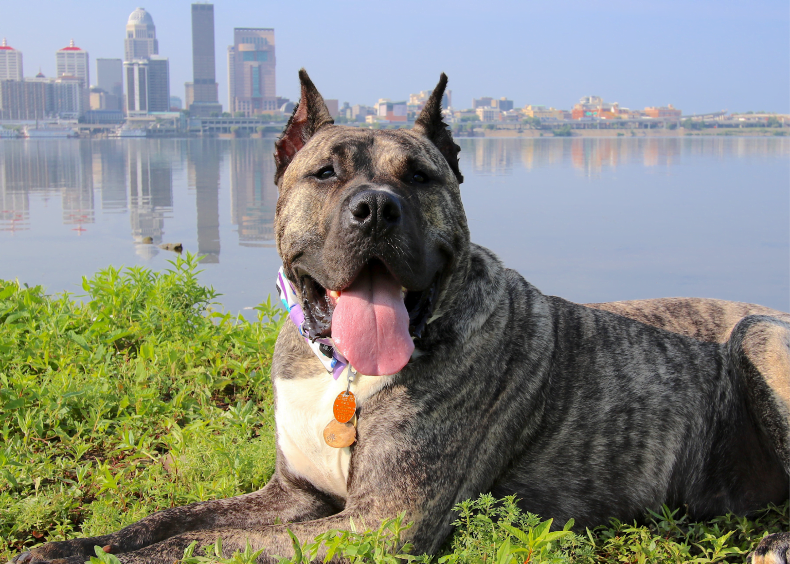 KHS Rescue Stories - Kyhumane