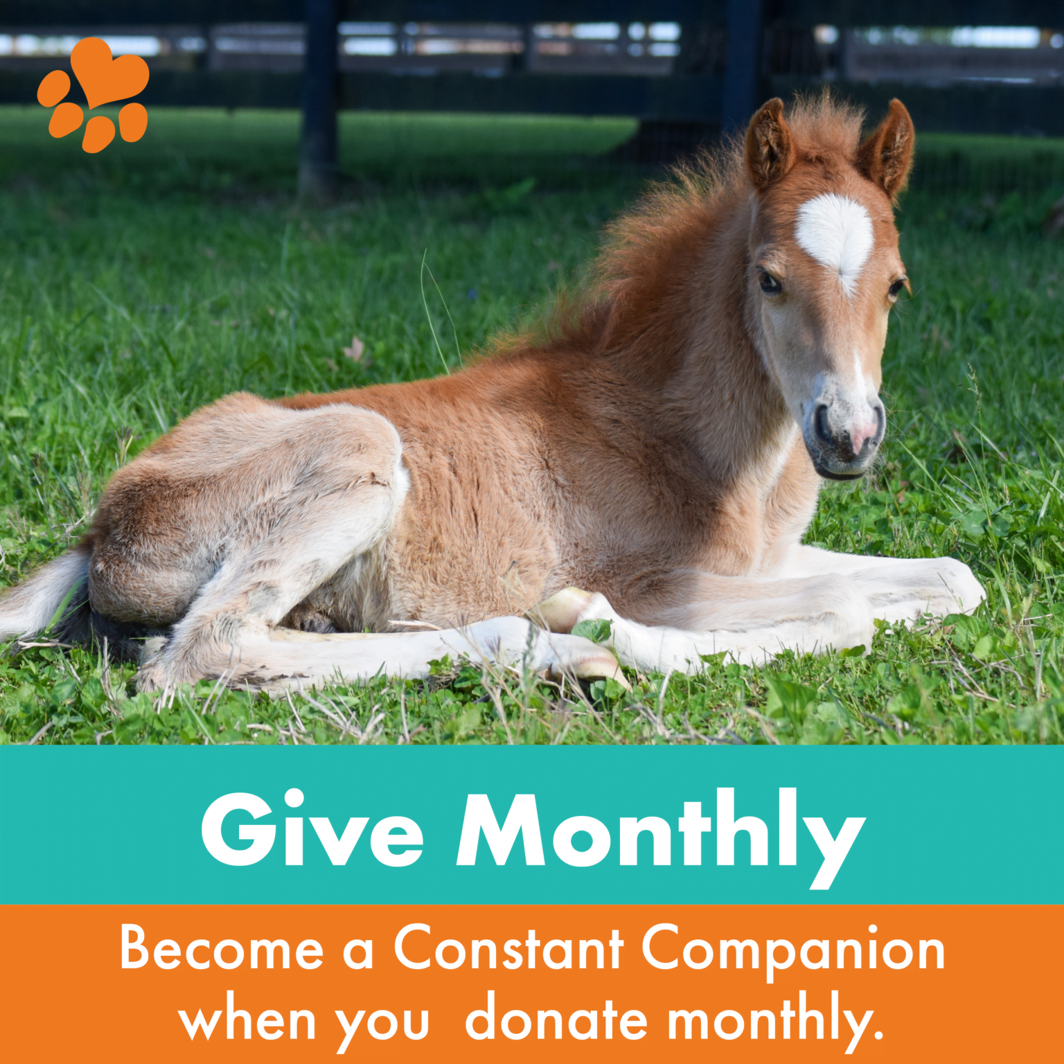 Working Cats - Kyhumane