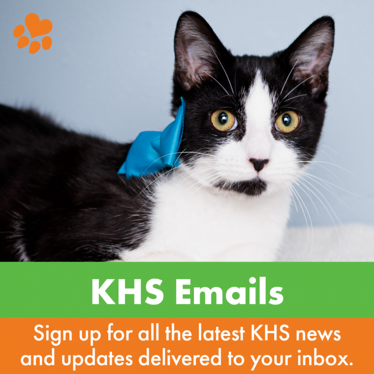 Adoptable Cats - Kyhumane