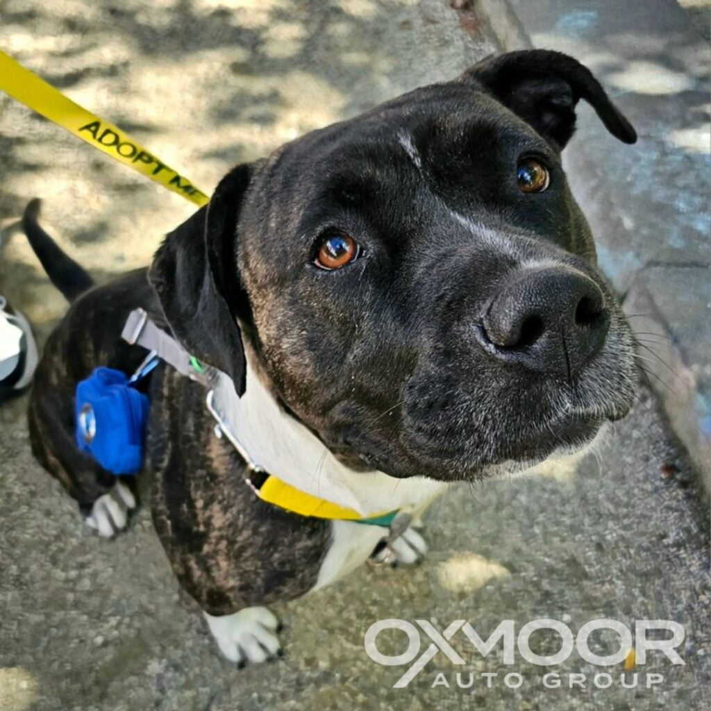 Oxmoor Auto Group's Adoptable Pet of the Week - Kyhumane