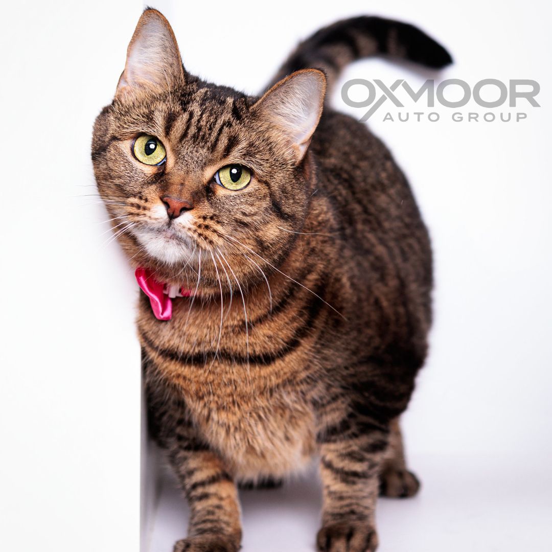 Oxmoor Auto Group's Adoptable Pet of the Week - Kyhumane