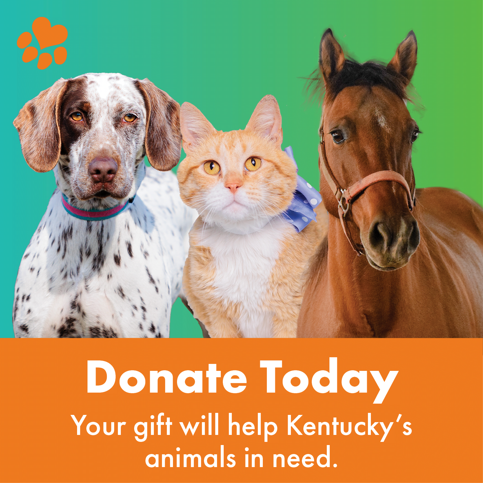 Adoptable Horses - Kyhumane