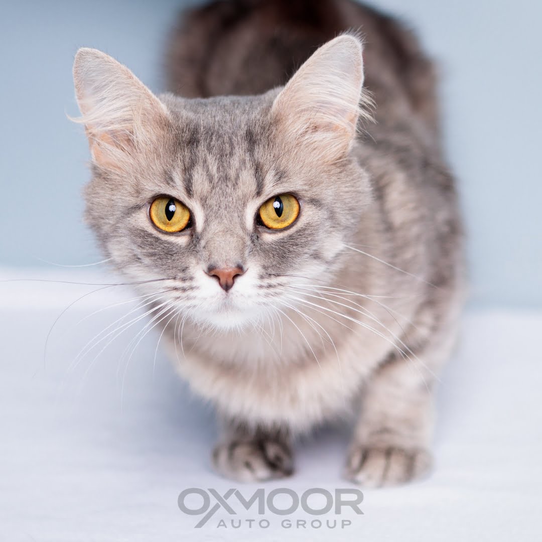 Oxmoor Auto Group's Adoptable Pet of the Week - Kyhumane