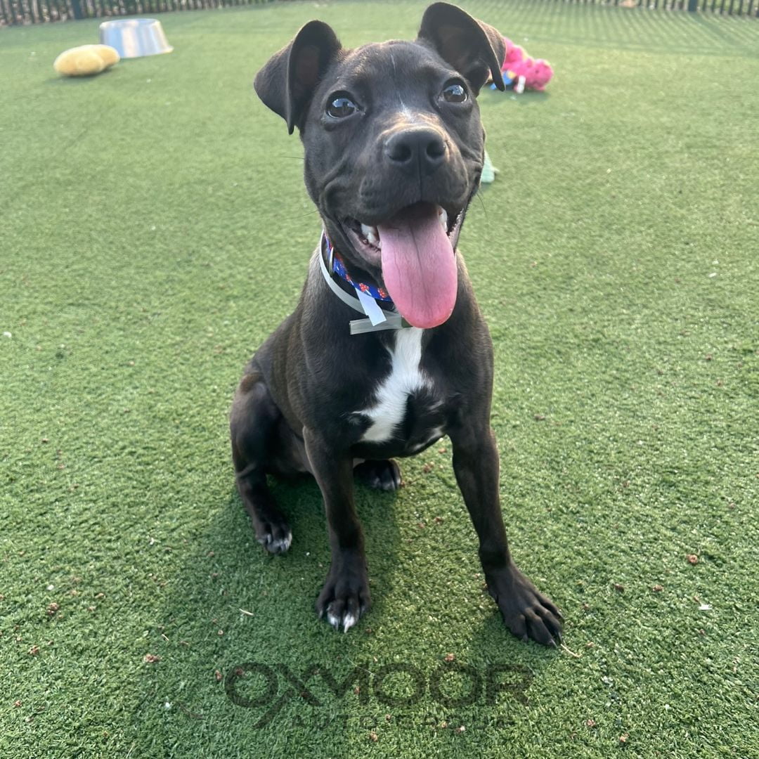 Oxmoor Auto Group's Adoptable Pet of the Week - Kyhumane