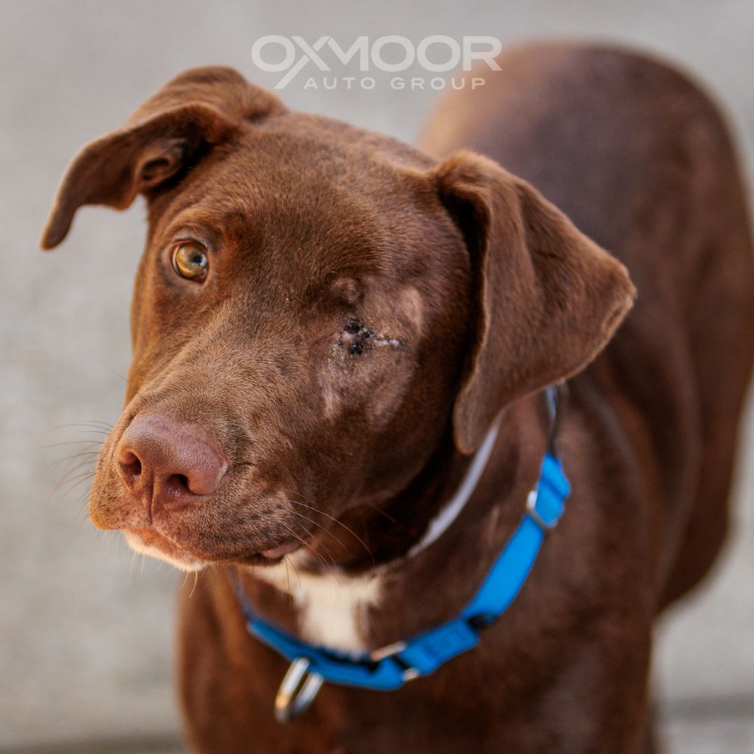 Oxmoor Auto Group's Adoptable Pet of the Week - Kyhumane
