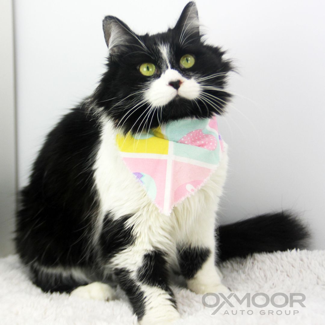 Oxmoor Auto Group's Adoptable Pet of the Week - Kyhumane