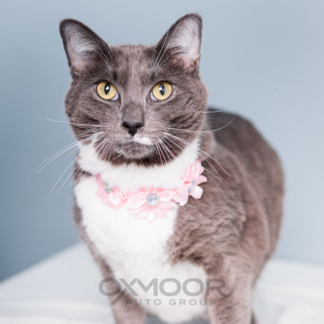 Oxmoor Auto Group's Adoptable Pet of the Week - Kyhumane