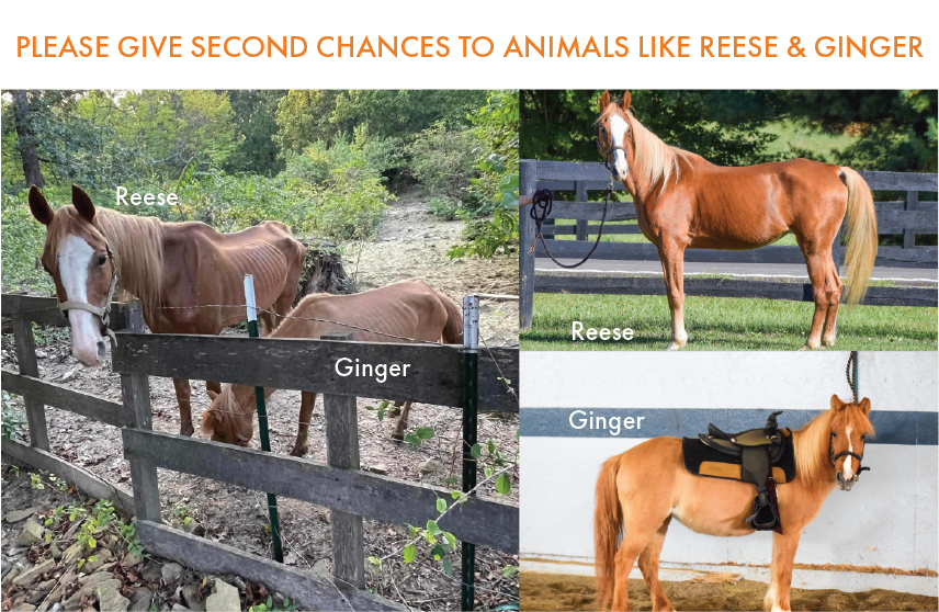 Support KHS - Kyhumane