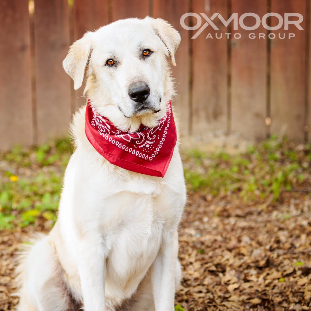 Oxmoor Auto Group's Adoptable Pet of the Week - Kyhumane