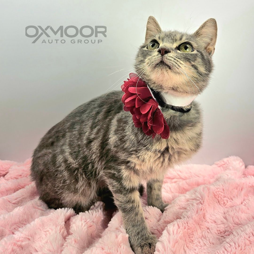 Oxmoor Auto Group's Adoptable Pet of the Week - Kyhumane