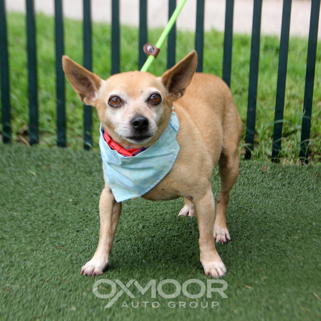 Oxmoor Auto Group's Adoptable Pet of the Week - Kyhumane