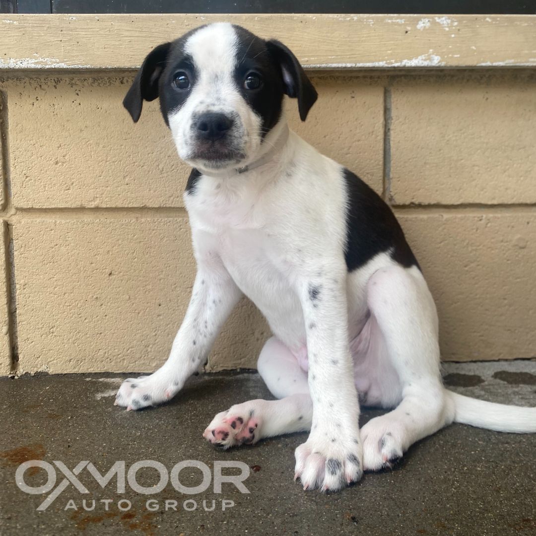 Oxmoor Auto Group's Adoptable Pet of the Week - Kyhumane