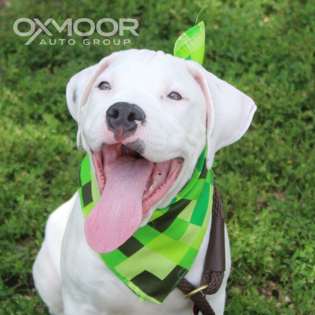 Oxmoor Auto Group's Adoptable Pet of the Week - Kyhumane
