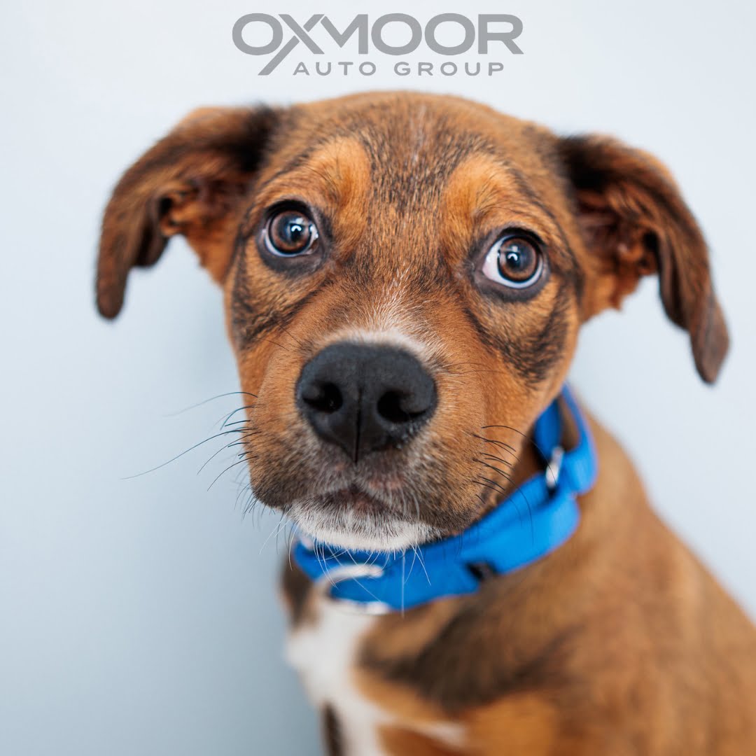 Oxmoor Auto Group's Adoptable Pet of the Week - Kyhumane