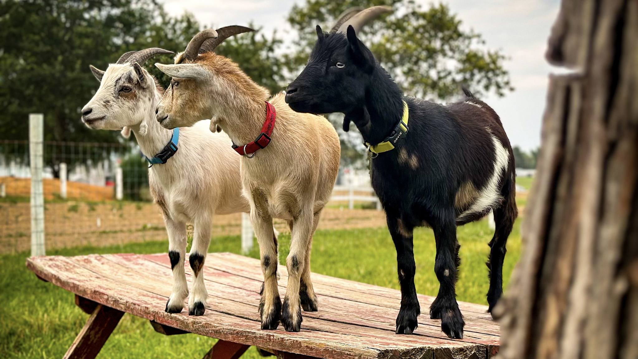 2025 Pet Calendar Submissions are OPEN! - Kyhumane