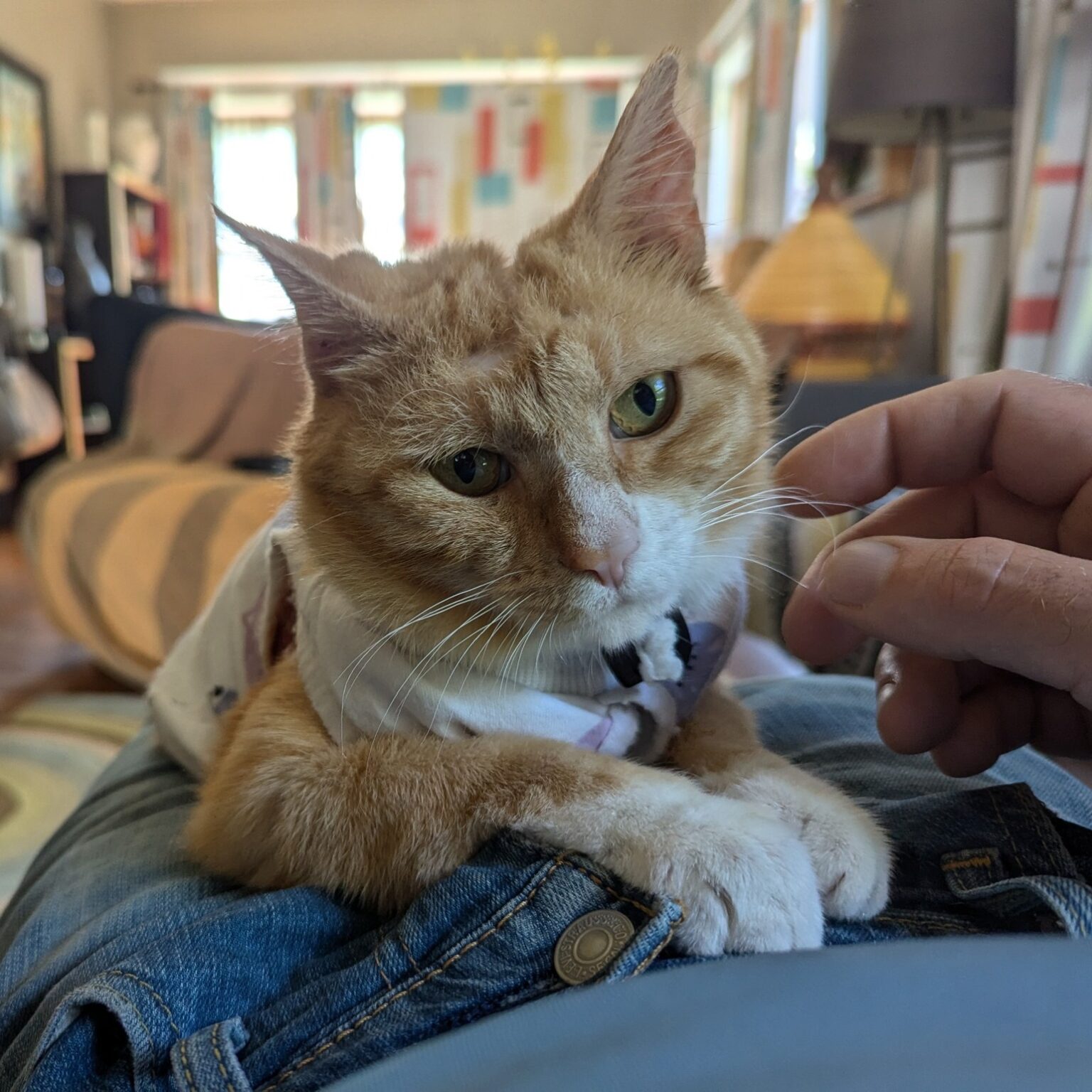 Severely Burned Cat Needs You - Kyhumane