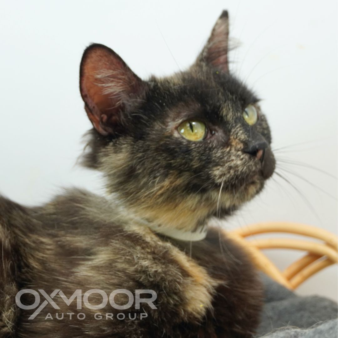 Oxmoor Auto Group's Adoptable Pet of the Week - Kyhumane