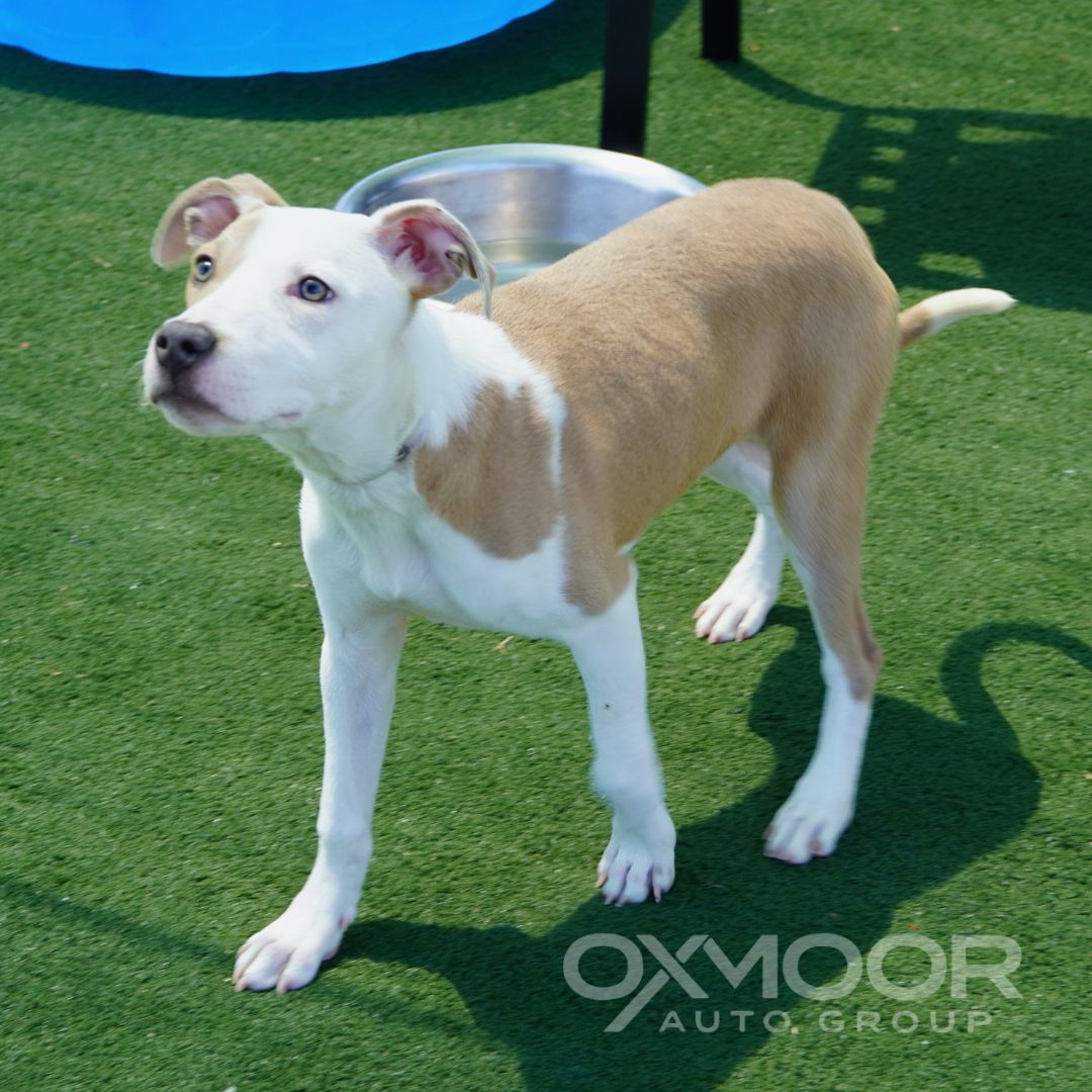 Oxmoor Auto Group's Adoptable Pet of the Week - Kyhumane