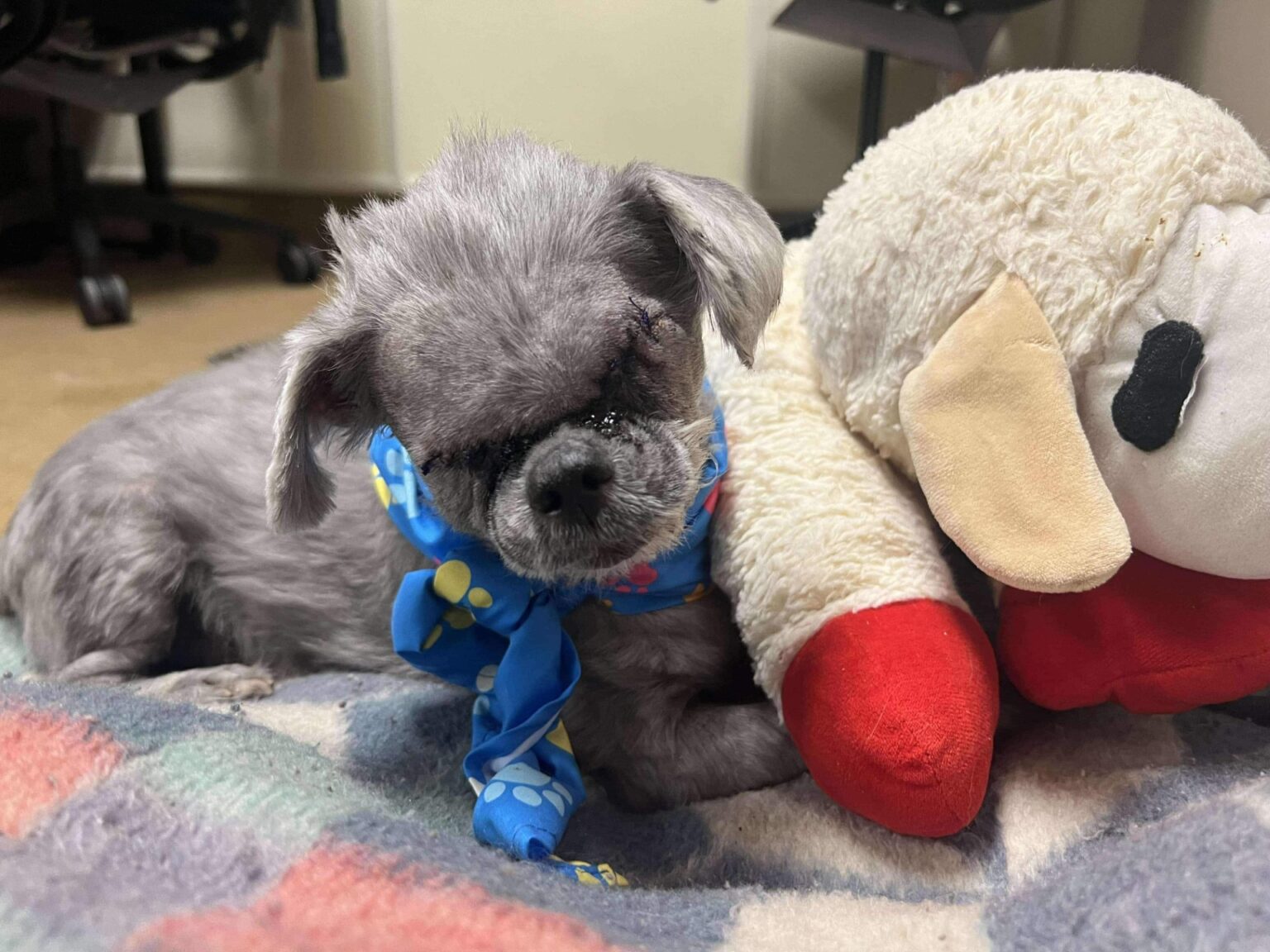 Blind Dog Arrives at KHS in Heartbreaking Condition - Kyhumane