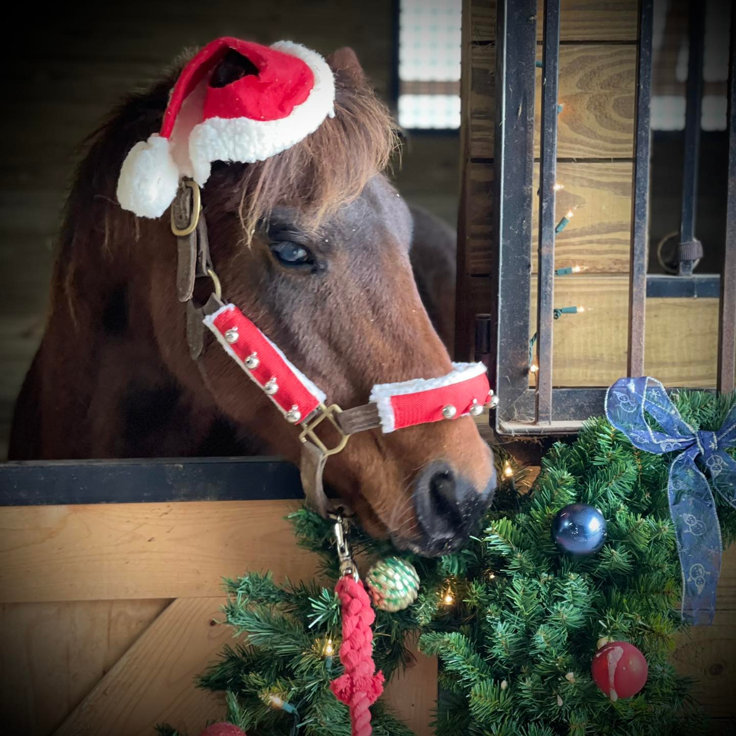 Holiday Tours at Willow Hope Farm - Kyhumane