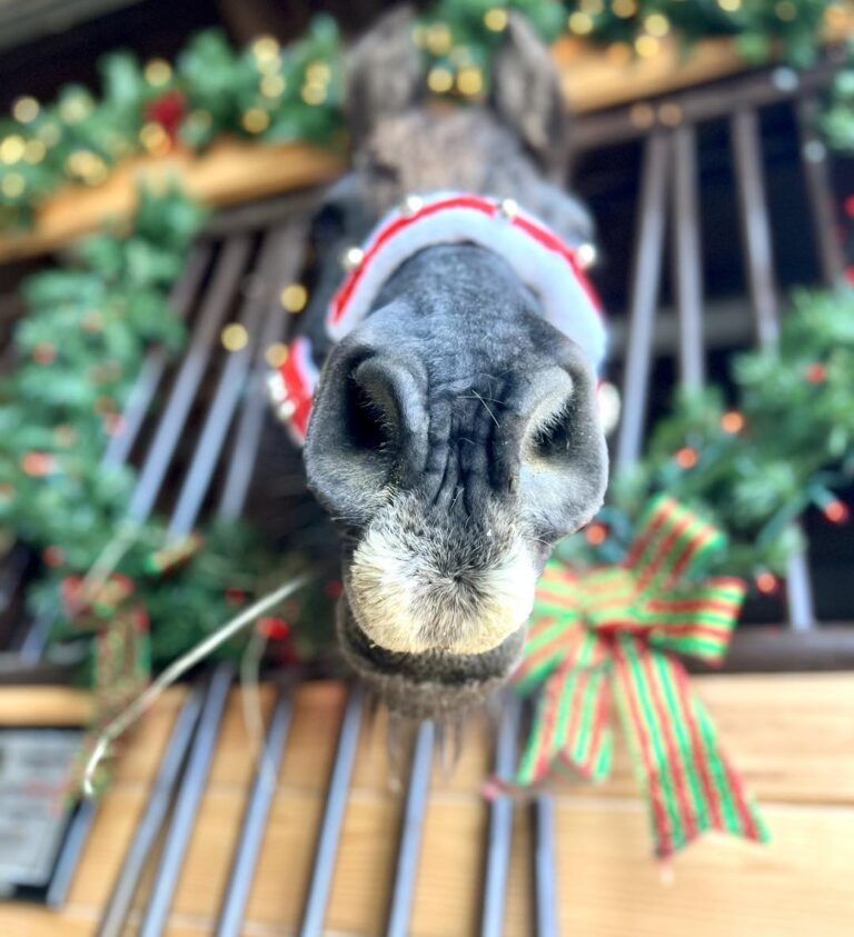 Holiday Tours at Willow Hope Farm - Kyhumane