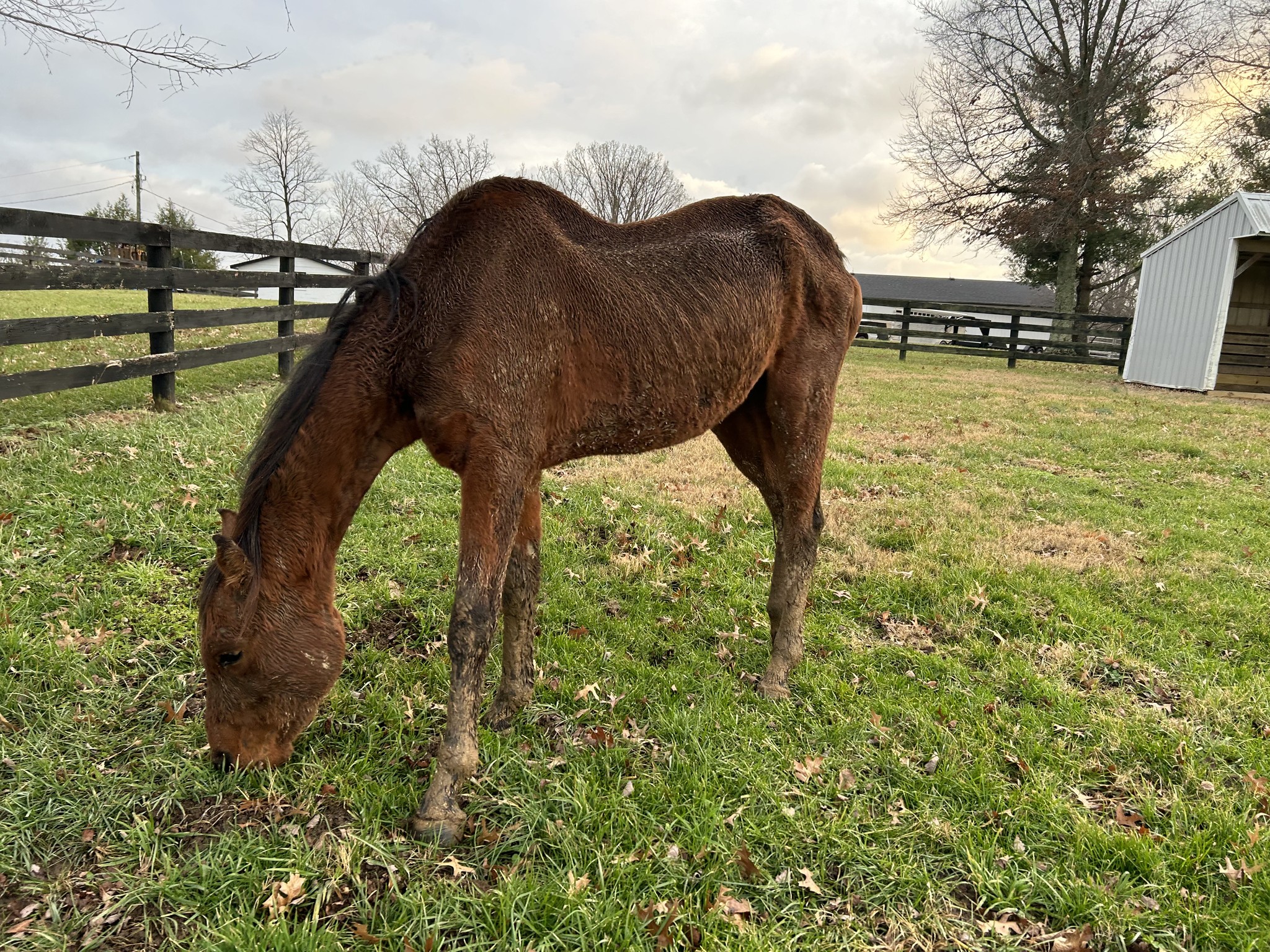 10 Horses Rescued from Severe Neglect - Kyhumane