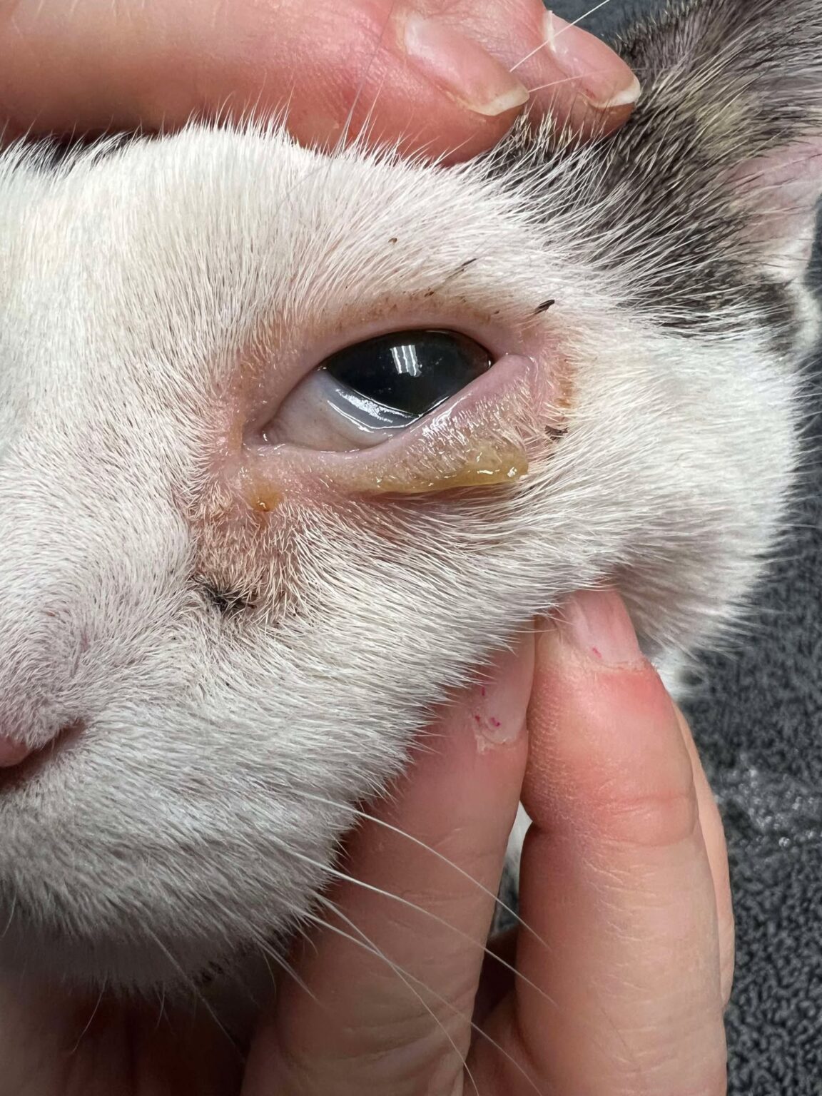 Seven-Year-Old Cat with Birth Defect Gets Relief from Lifelong Pain ...