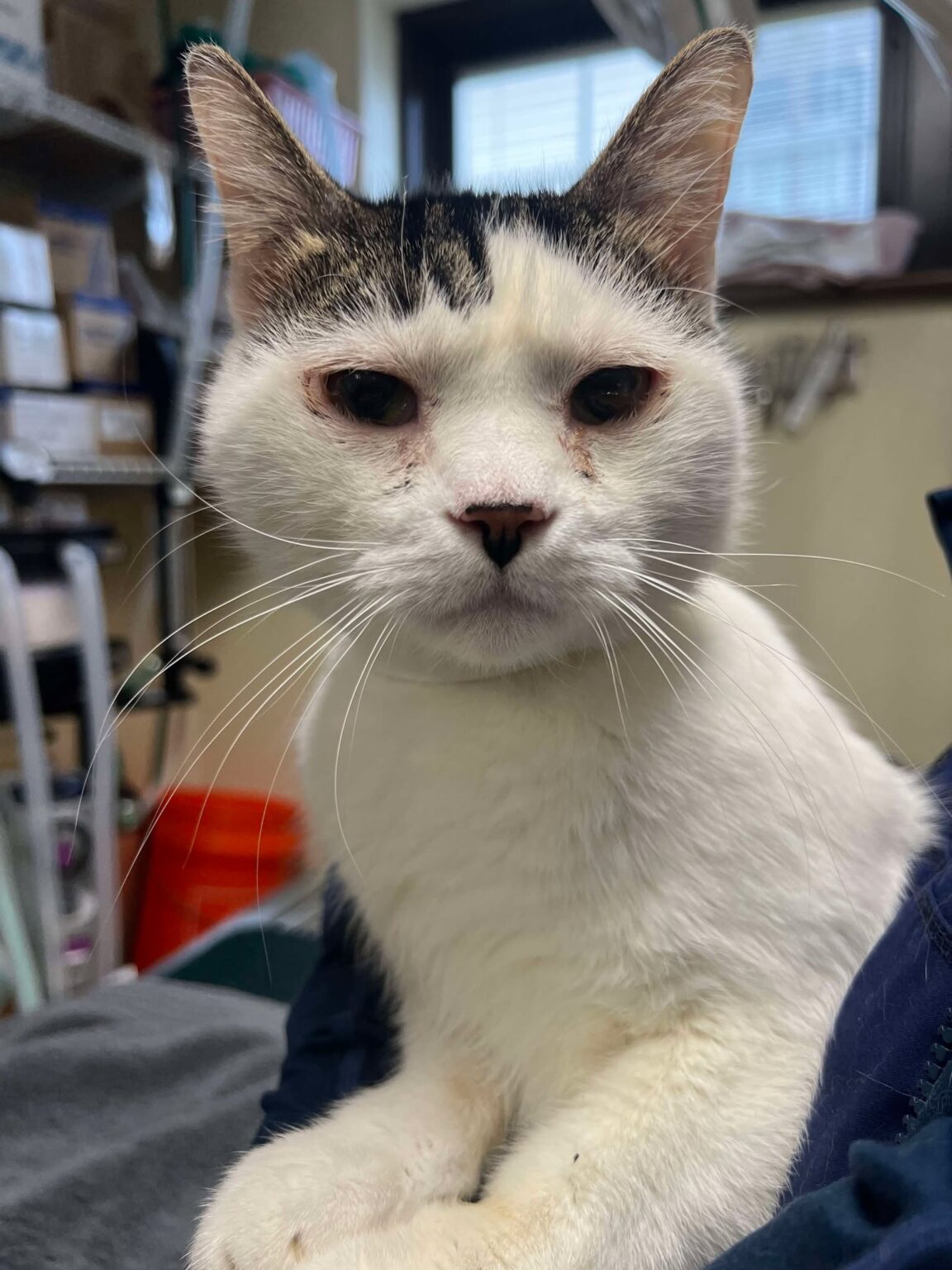 Seven-Year-Old Cat with Birth Defect Gets Relief from Lifelong Pain ...