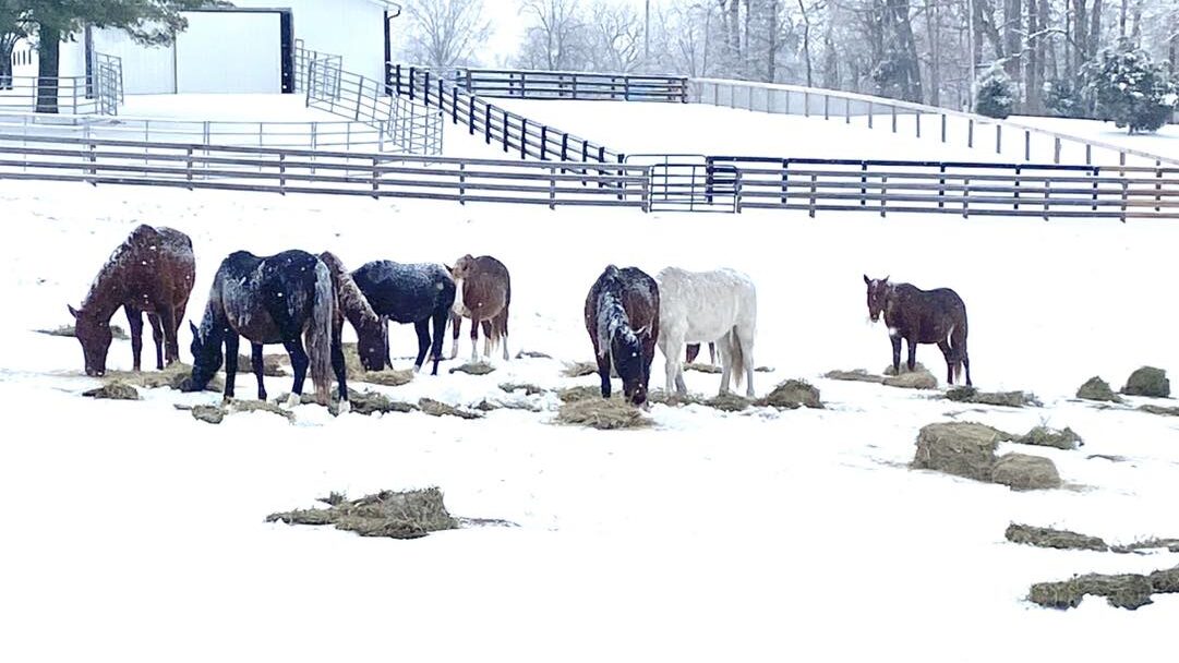 Emergency Ten-Horse Rescue - One Horse in Critical Condition - Kyhumane
