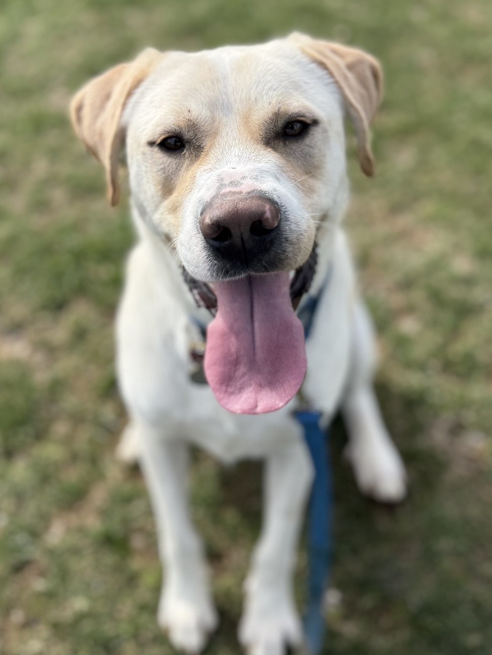 Featured Pets - Kyhumane