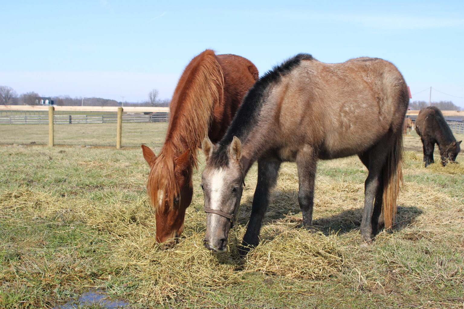 Help Us Stock the Hay Lofts at Willow Hope Farm - Kyhumane