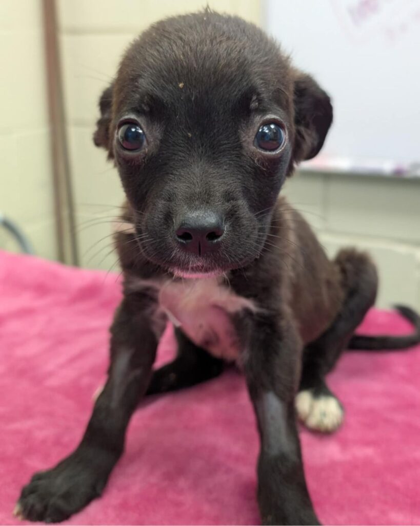 15 Puppies Battling Parvovirus - Kyhumane