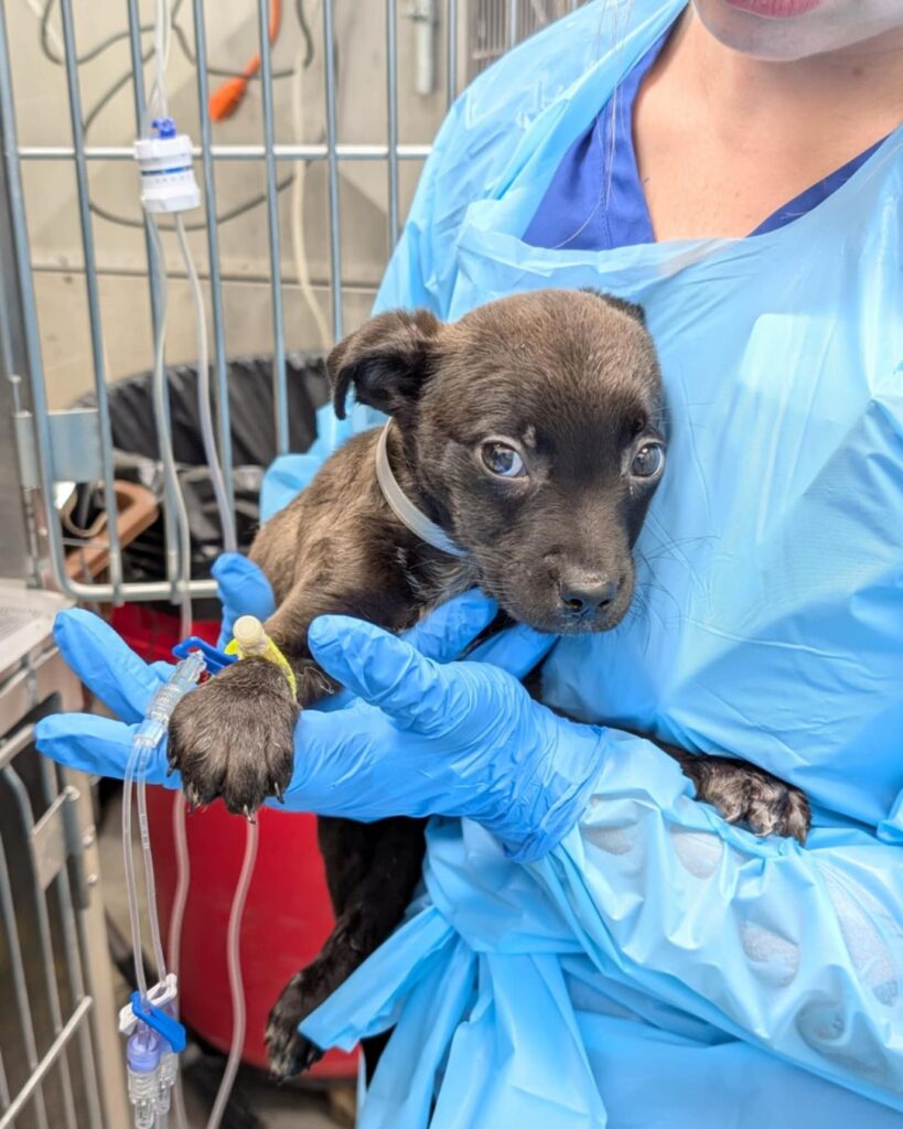 15 Puppies Battling Parvovirus - Kyhumane