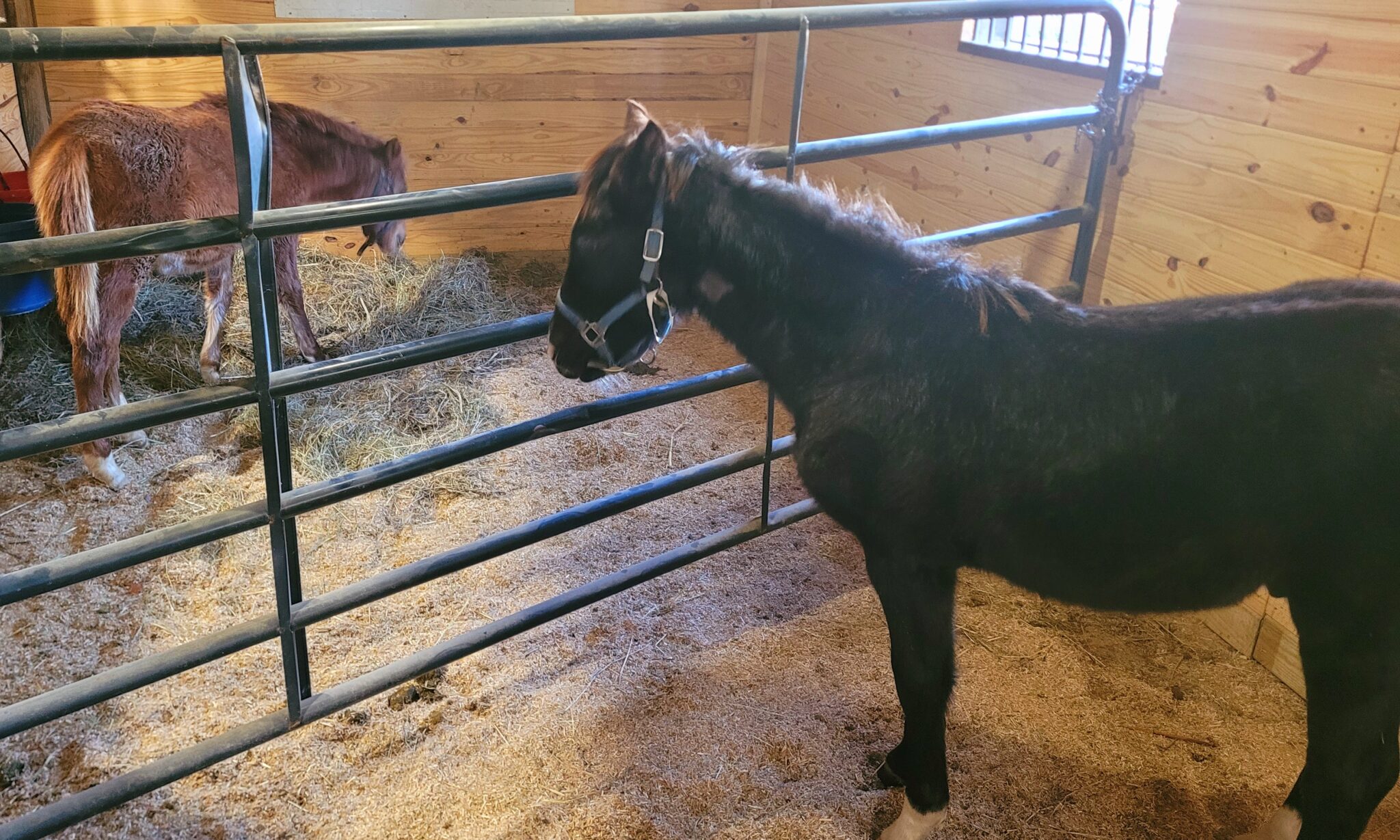 8-Month-Old Horse Colics at Willow Hope Farm - Kyhumane