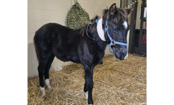 8-Month-Old Horse Colics at Willow Hope Farm - Kyhumane